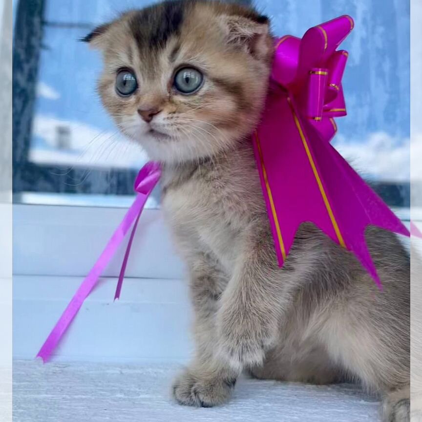 Котята скотиш страйт