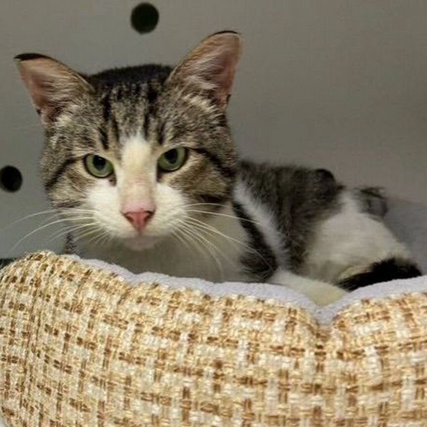 Котик Бенджамин