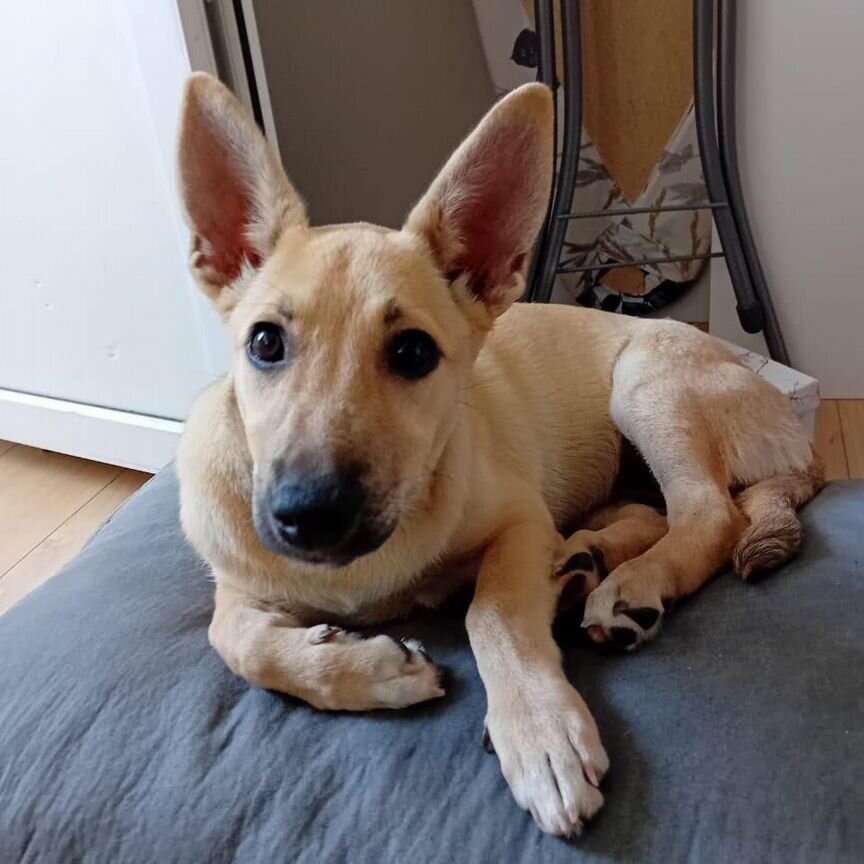 Небольшая собака ищет дом