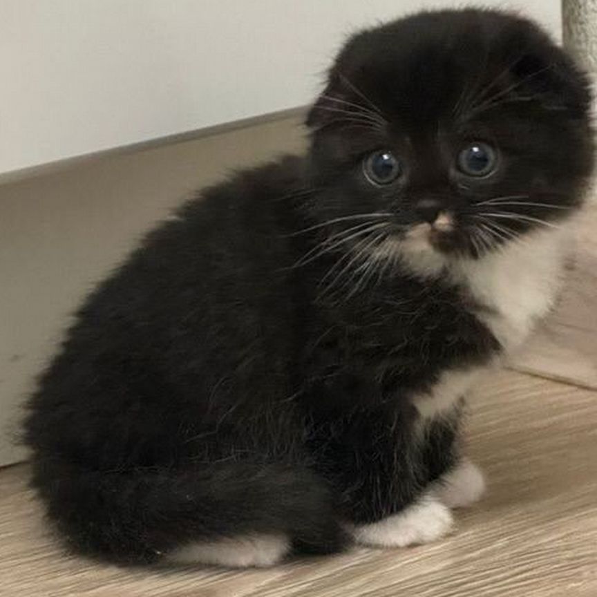 Шатландская плюшка