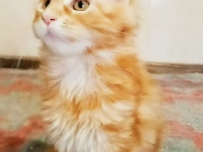 Котята мейн-кун