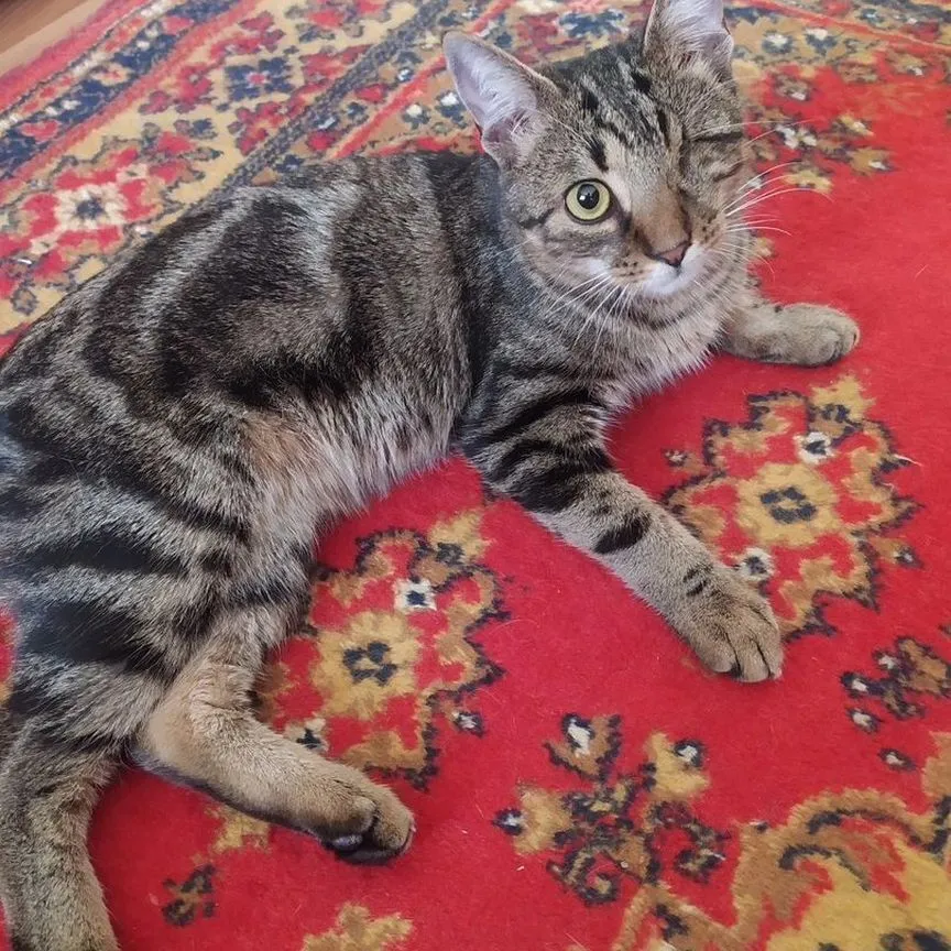 Котик особенный предали