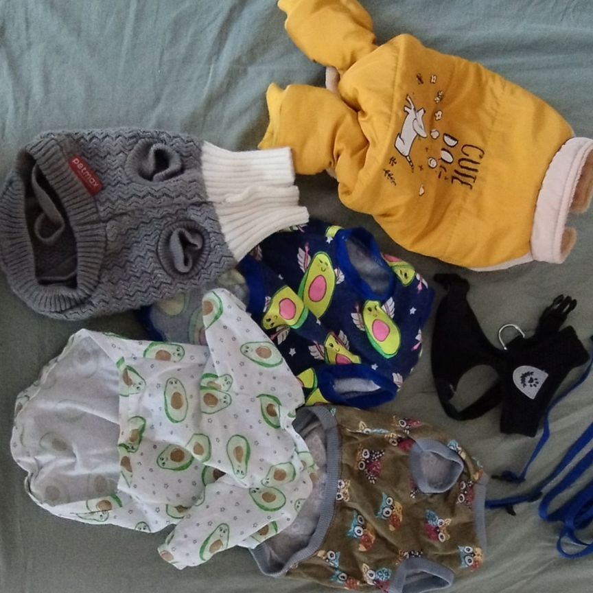 Вещи для собаки мелкой породы