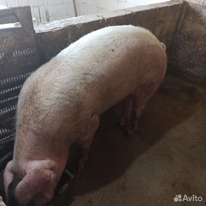 Продам хряка на племя 1год