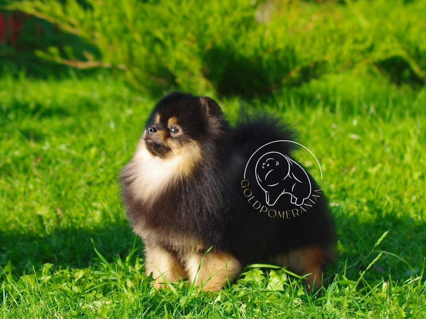 Померанский шпиц вязка черно подпалый