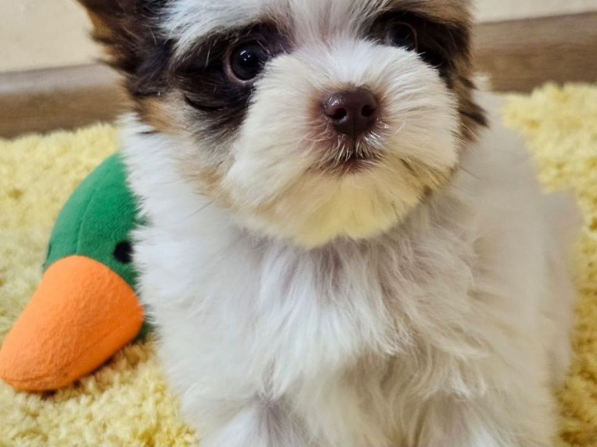 Бивер йорк мальчик и шоколадный мальчик