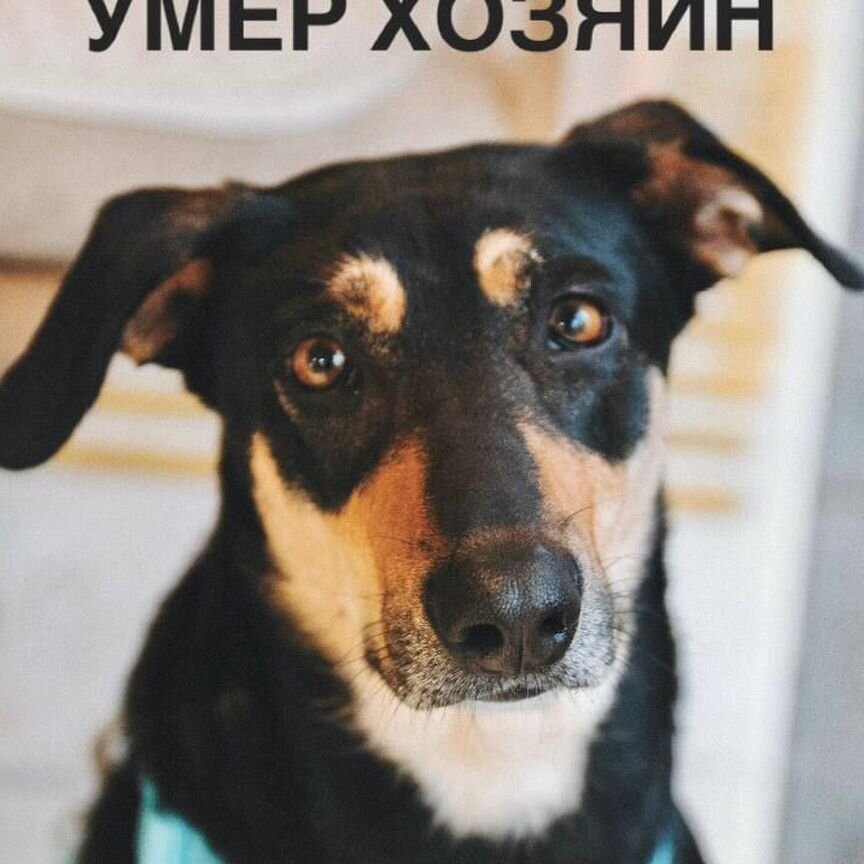 Взрослая собака в добрые руки