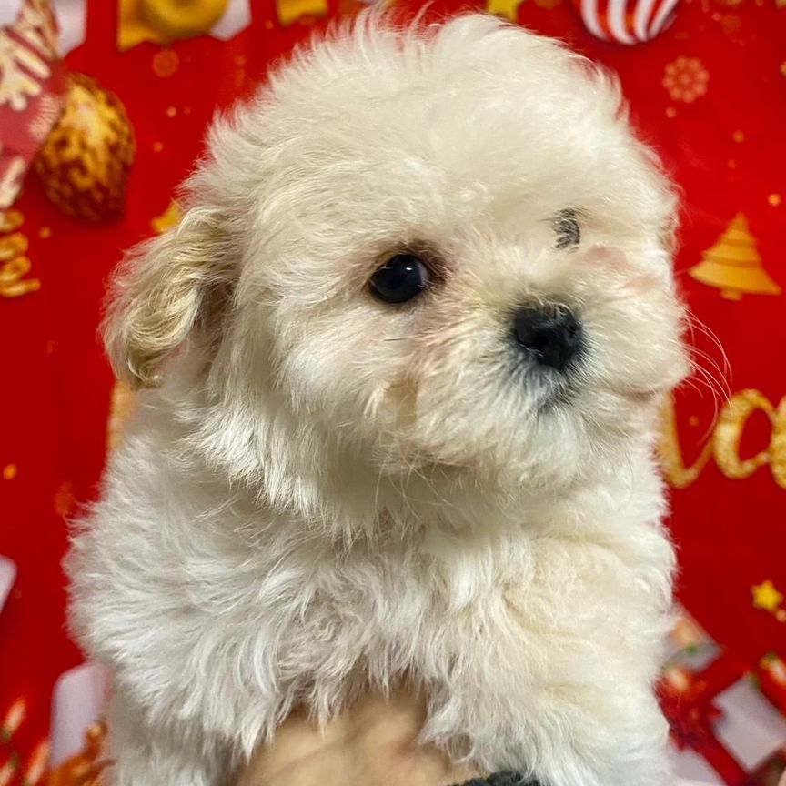 Мальтипу, щенок