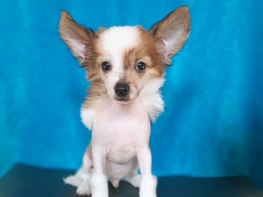 Мини мальчик