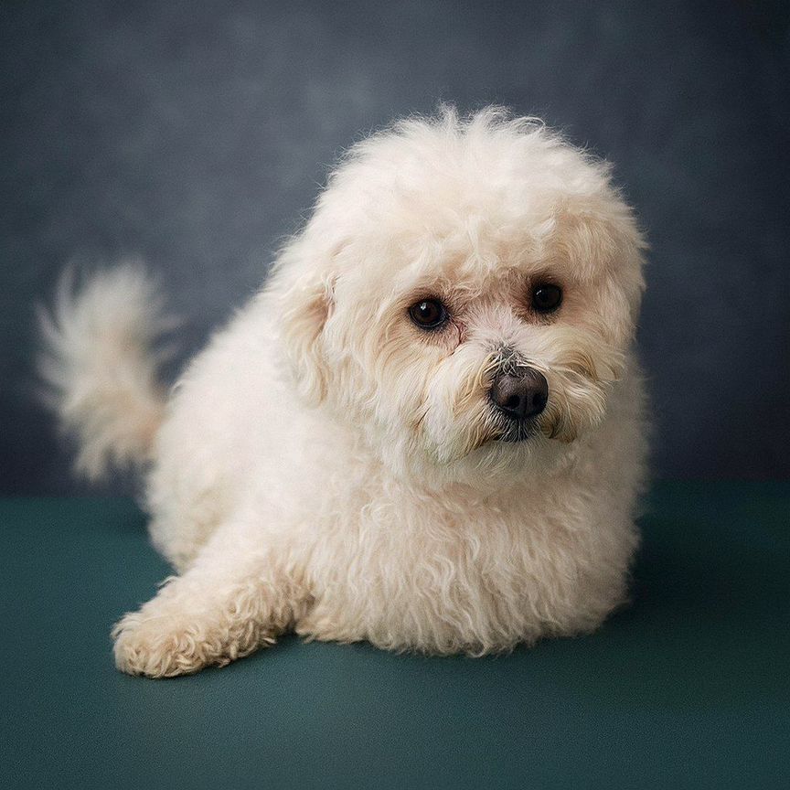 Бишон фризе, щенок