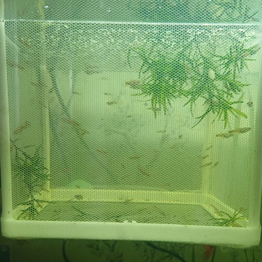 Мальки гуппи