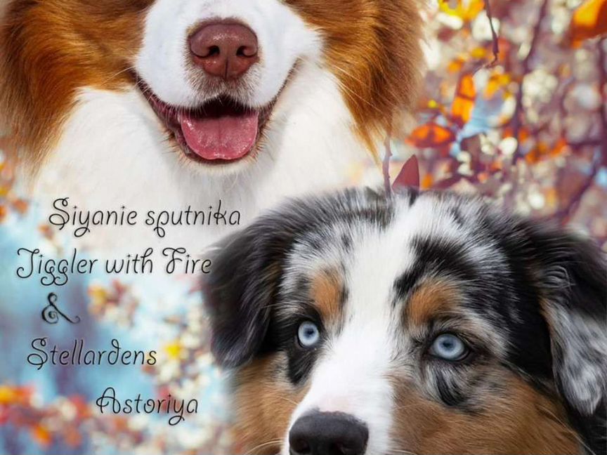 Щенки австралийской овчарки (аусси)