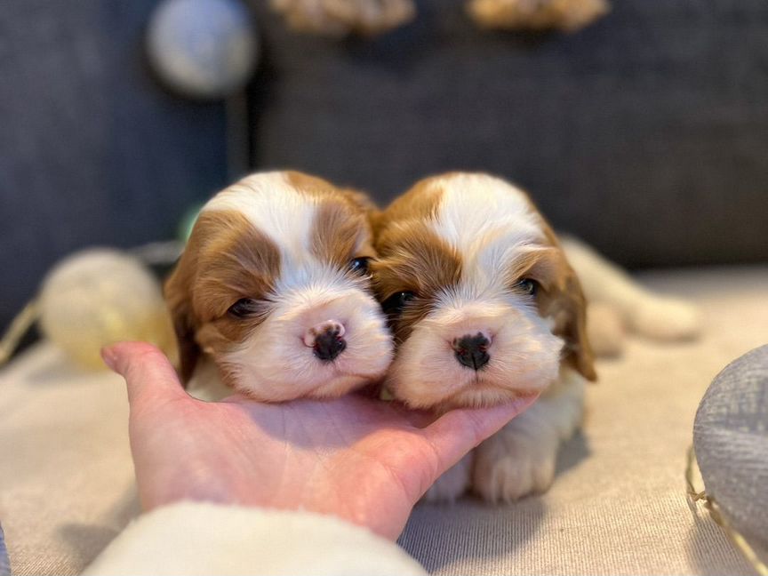 Щенки кавалер кинг чарльз спаниель мальчики