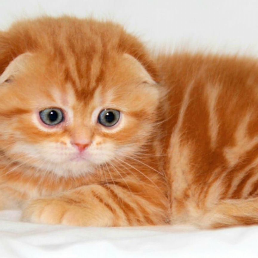 Яркие вислоухие плюшки