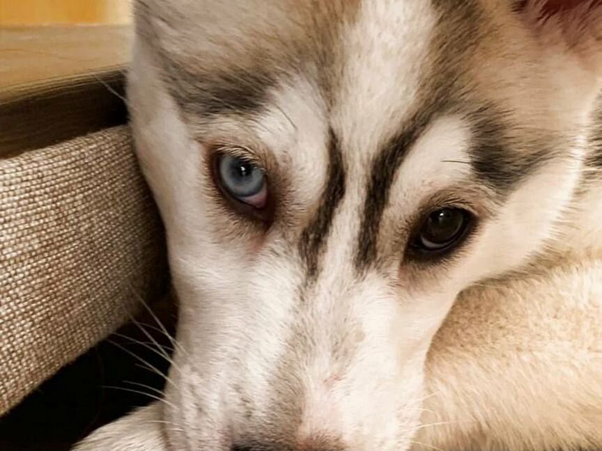 Хаски в добрые руки