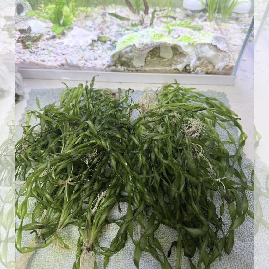 Аквариумные растения