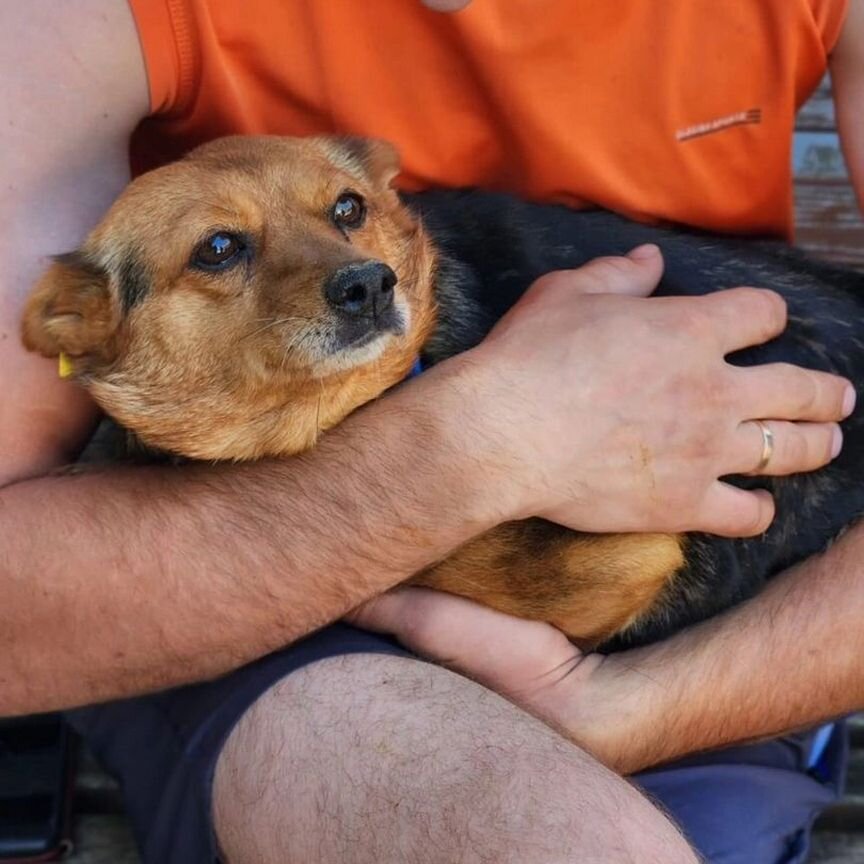 Маленькая добрая собака ищет дом/передержку