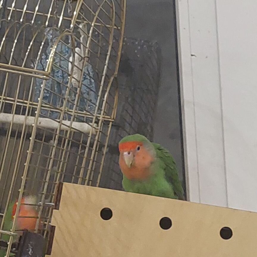 Попугай Неразлучник Розовощёкий