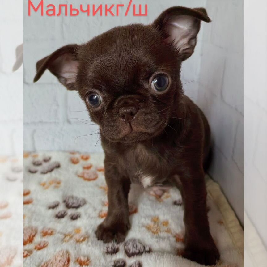 Чихуахуа, щенок