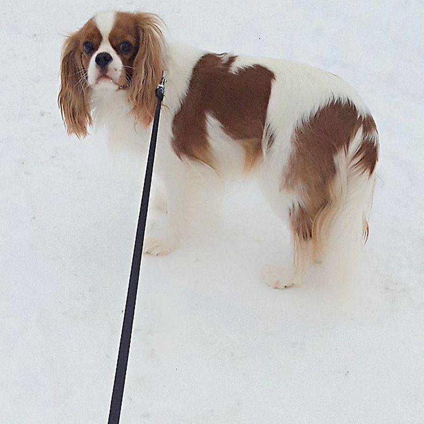 Кавалер кинг-чарльз-спаниель, взрослая собака
