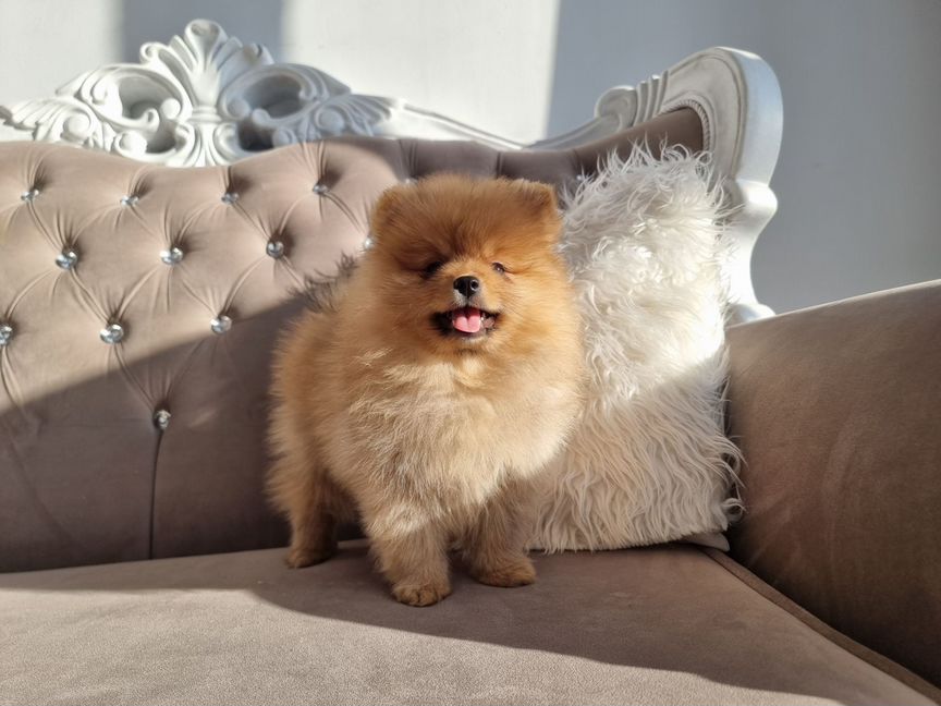 Померанский шпиц медвежьего типа