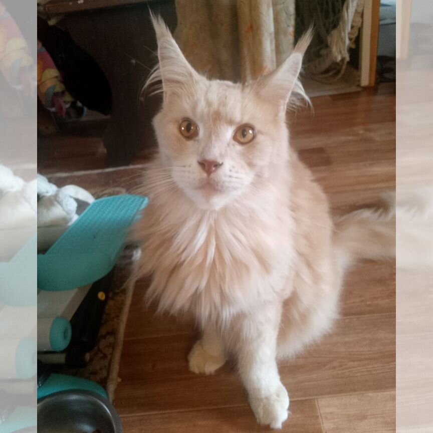 Мейн-кун, взрослый кот