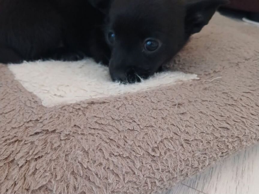 Продам щенка