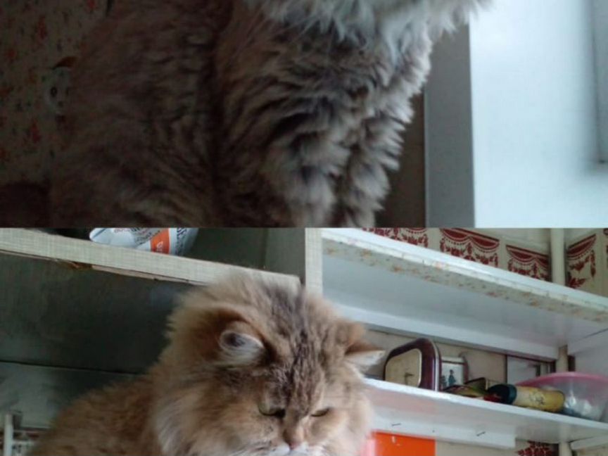 Кошечка в добрые руки