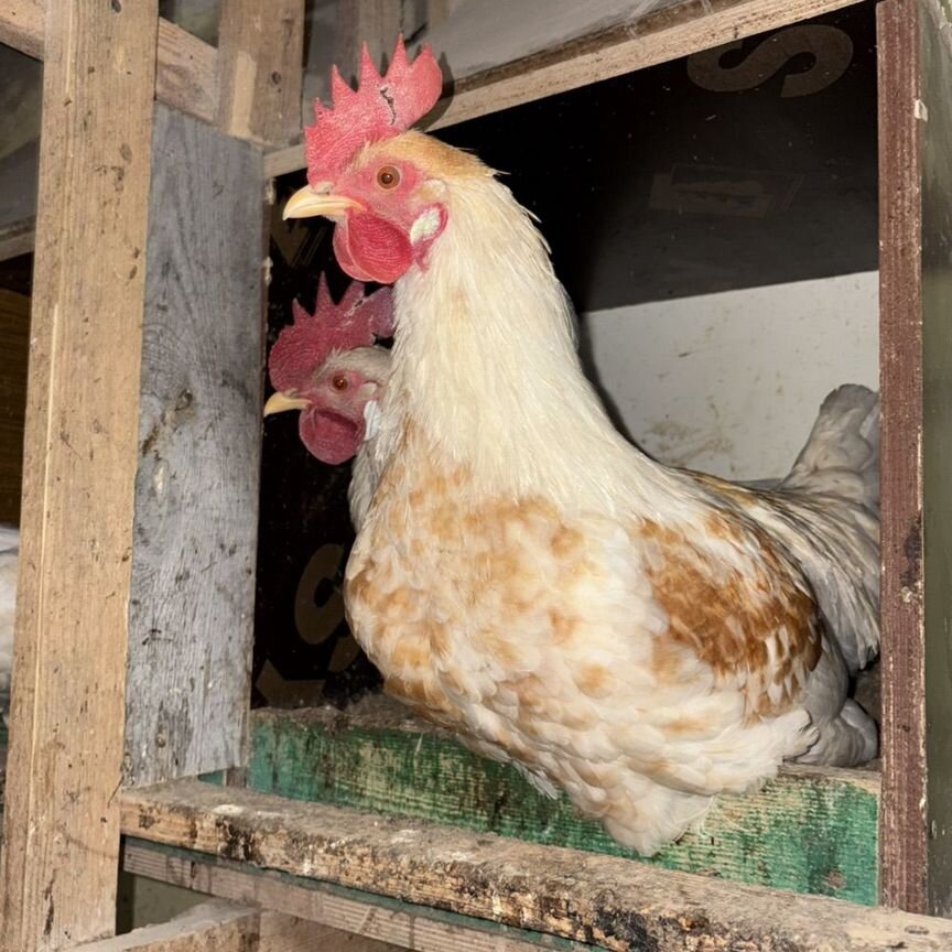 Молодые петухи