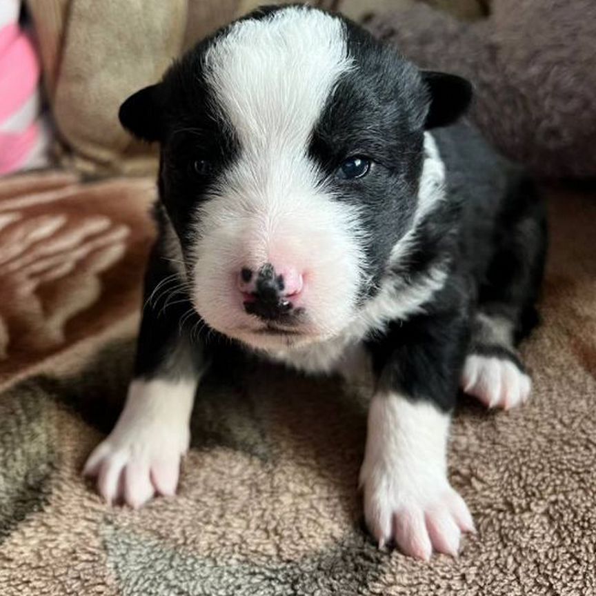 Отдам бесплатно щенка мальчик