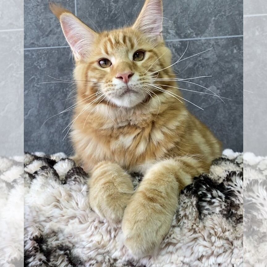 Мейн-кун котёнок