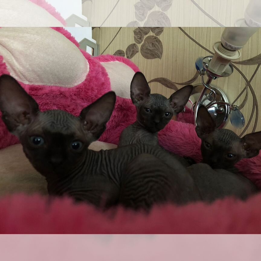 Котята Канадский сфинкс