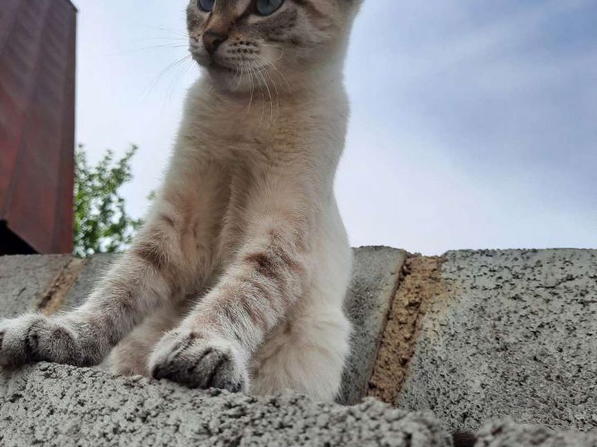 Кошки