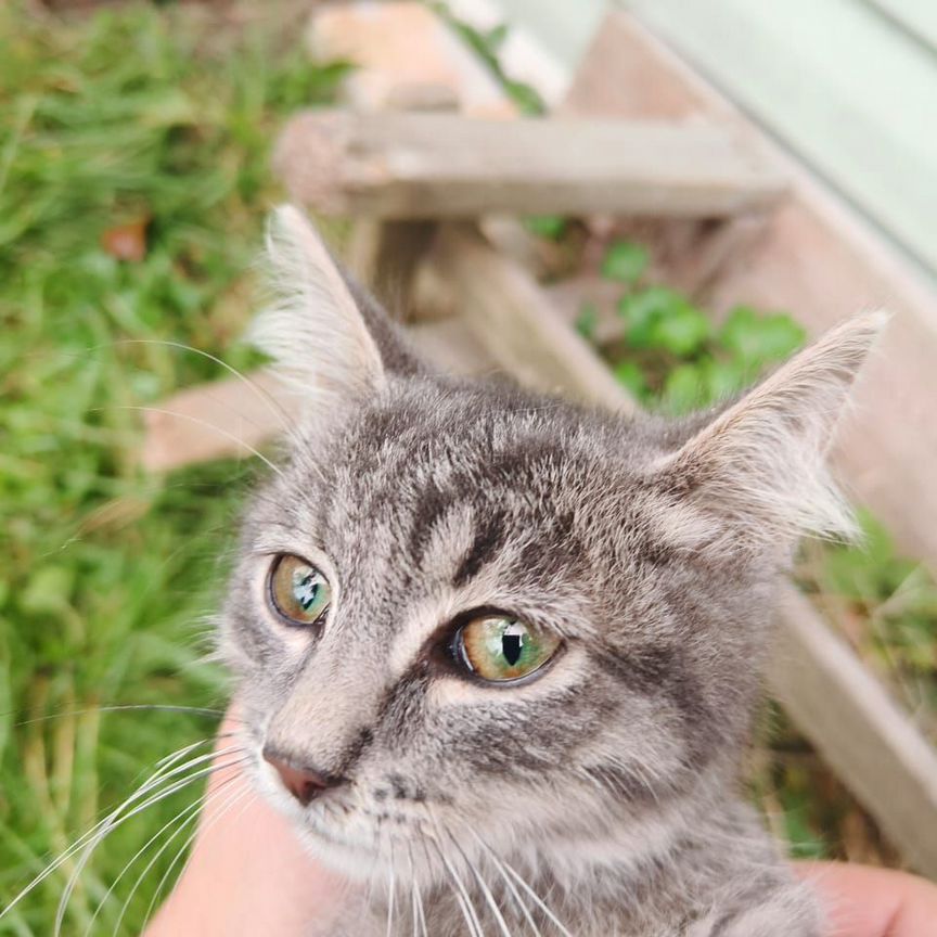 Котёнок в добрые руки