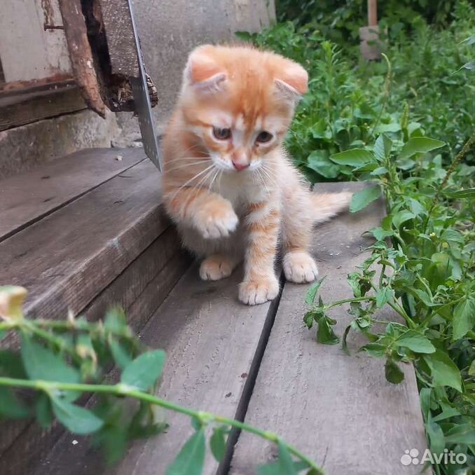 Найден котенок / отдам в добрые руки