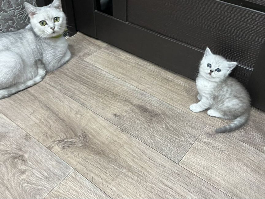 Шотландские котята