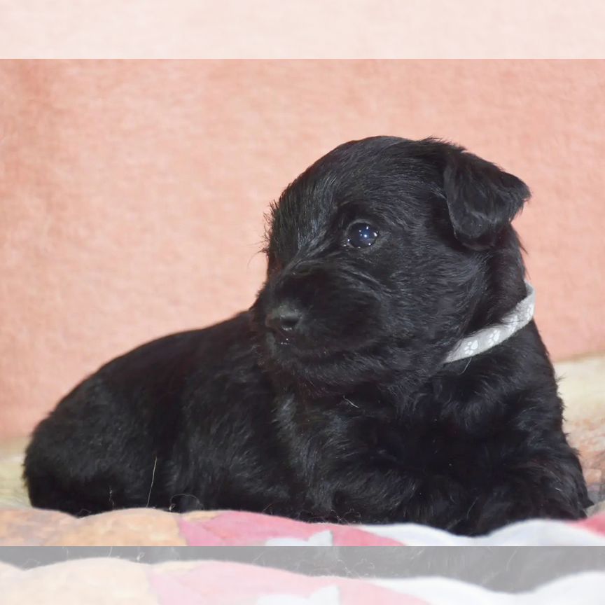 Цвергшнауцер, щенок