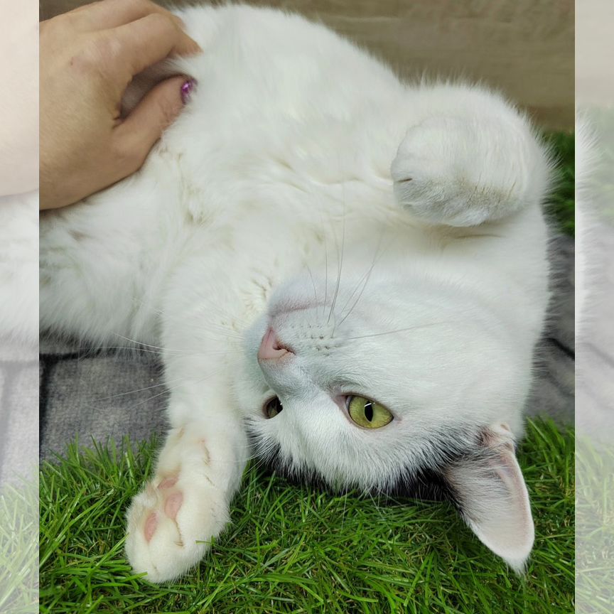 Котик Принц