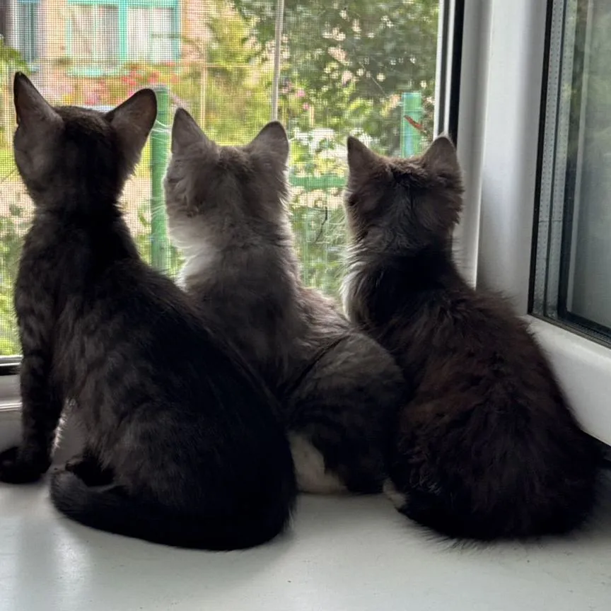 Отдам котят в хорошие руки