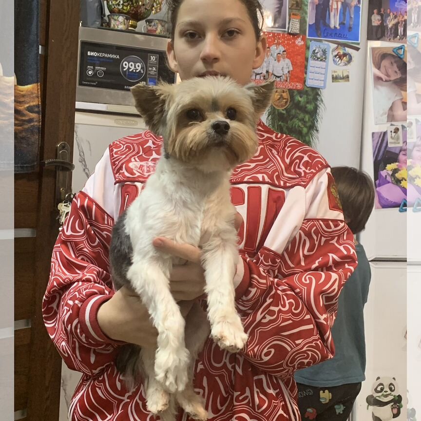 Бивер-йоркширский терьер, взрослый пёс