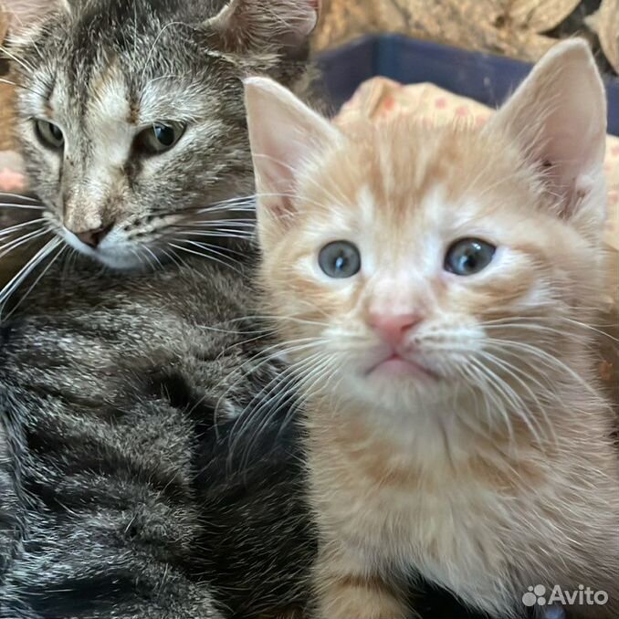 Котенок рыжий мальчик 1 месяц