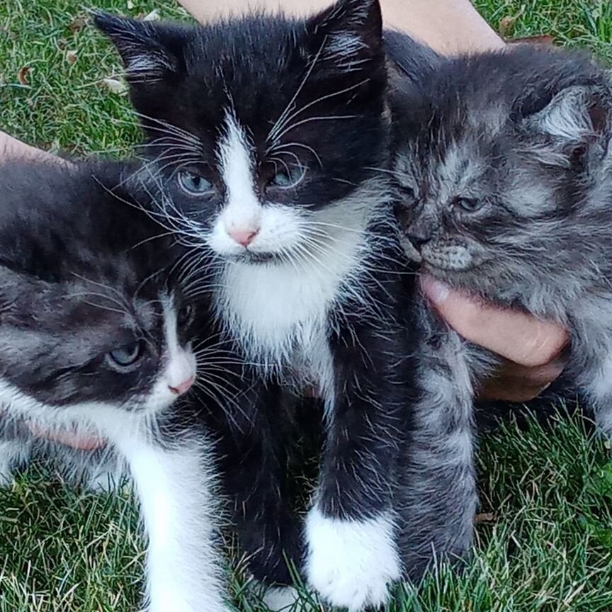 Отдам котенка в добрые руки