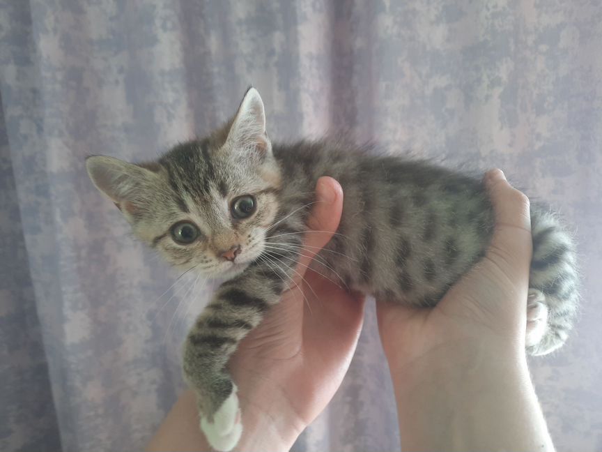 Прекрасная девочка ищет своего лучшего хозяина