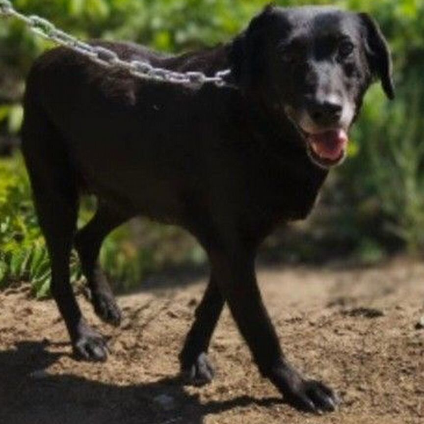 Взрослая собака в добрые руки