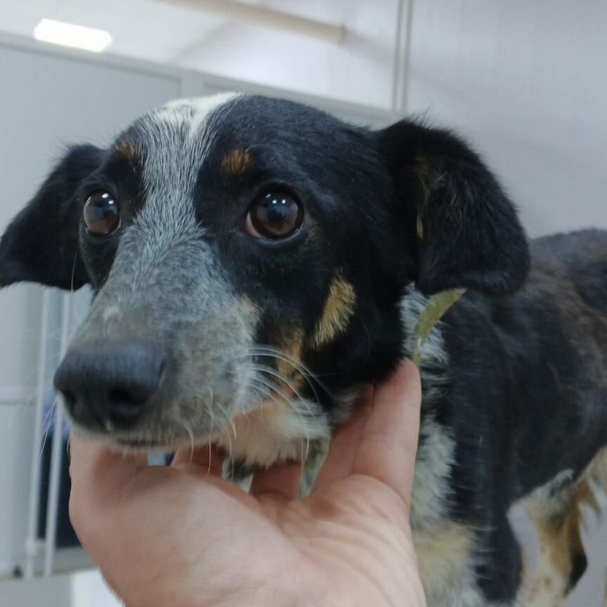 Малышка Ксюша ищет дом