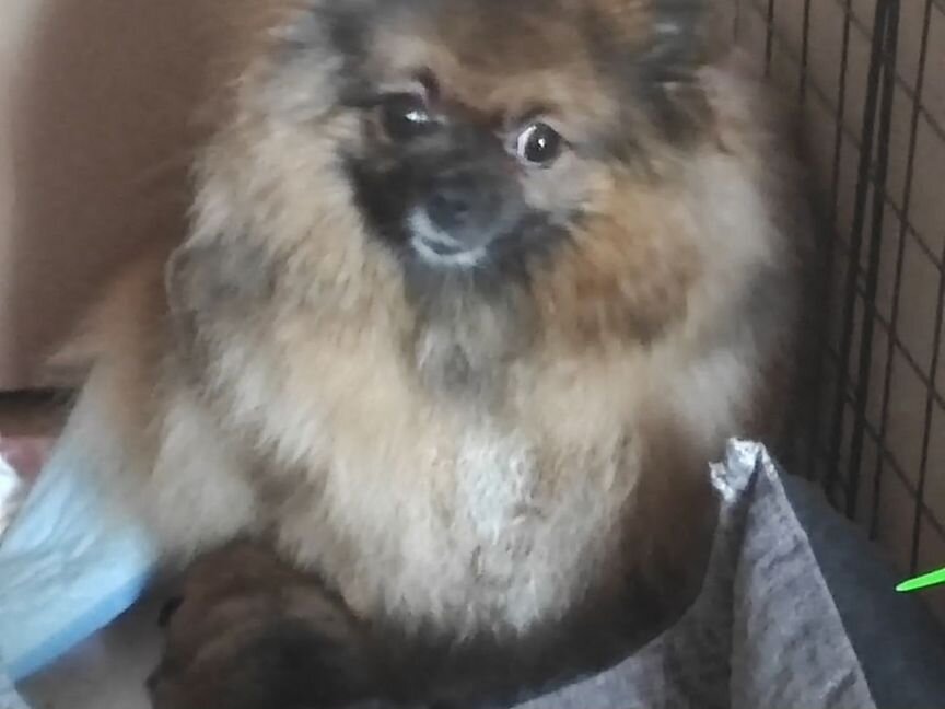 Маленькие собачки