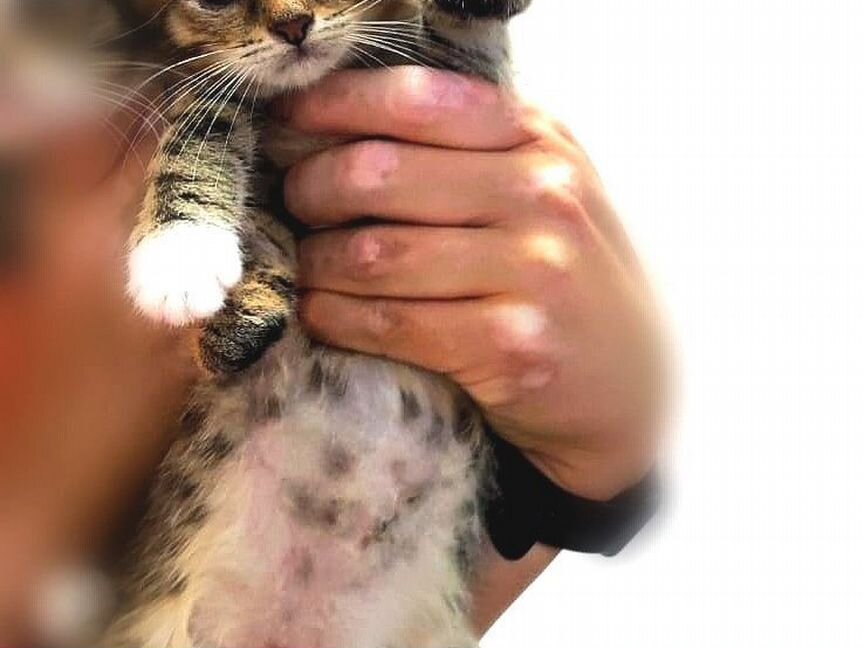 Котенок