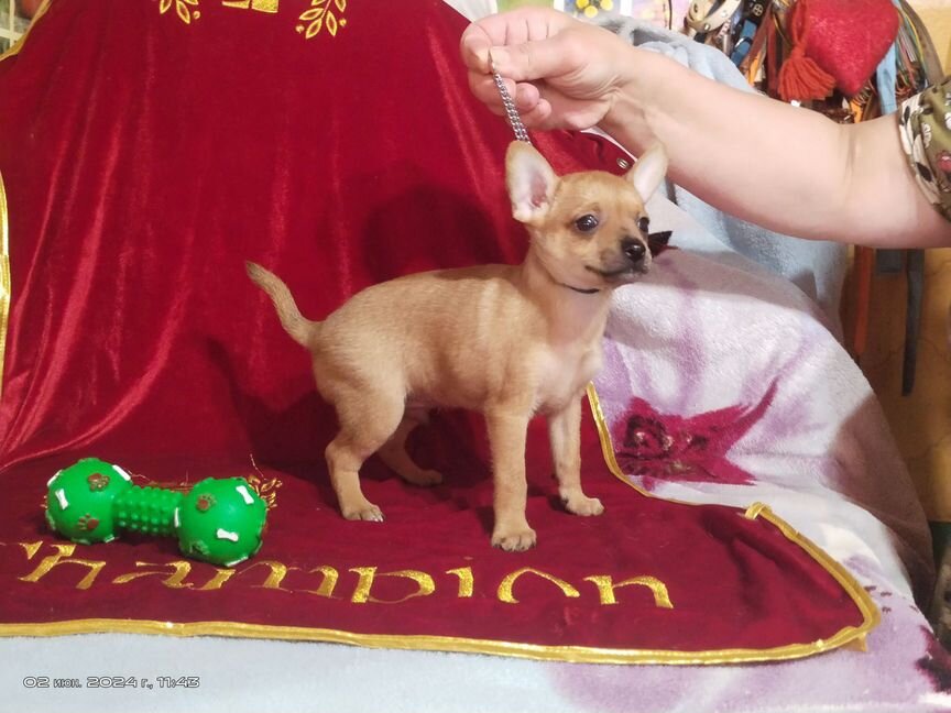 Той-терьер щенки