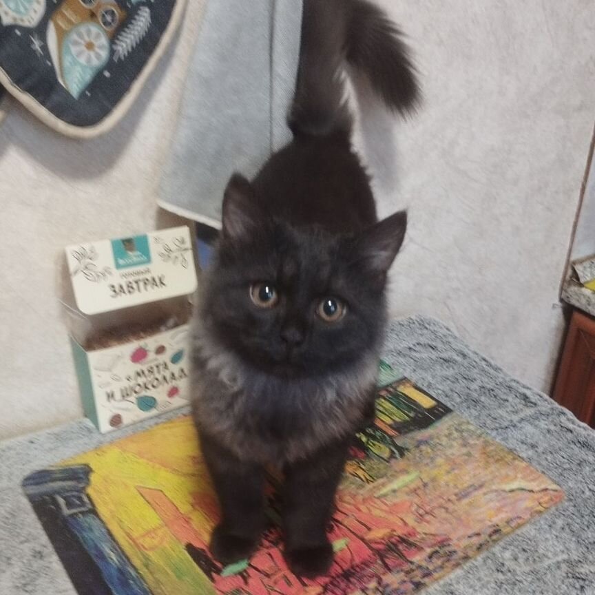 Отдам бесплатно котенка