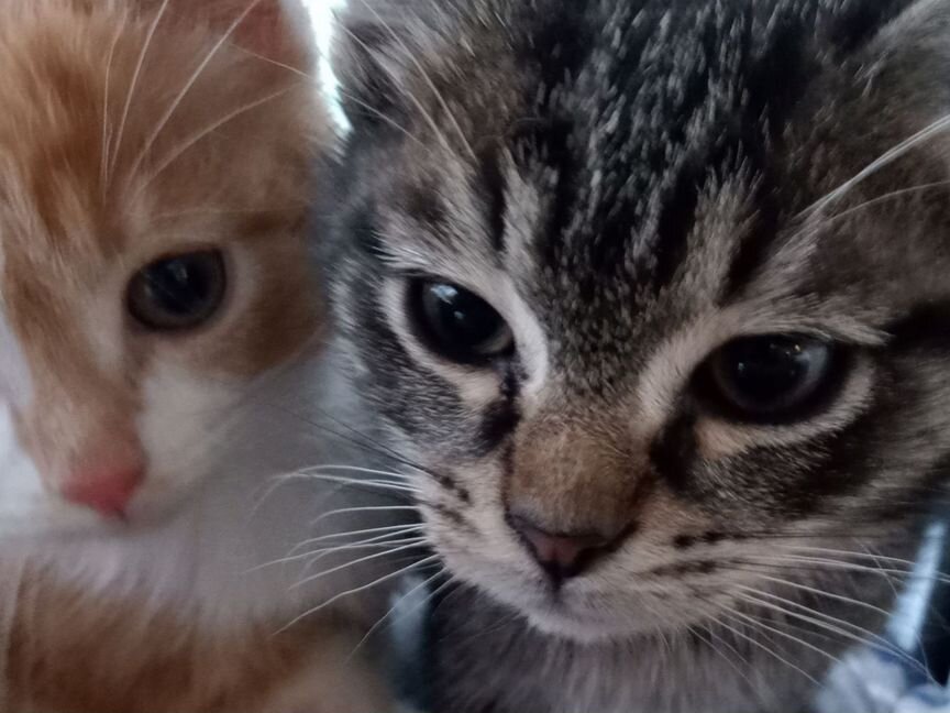 Котята в добрые руки 2 мальчика